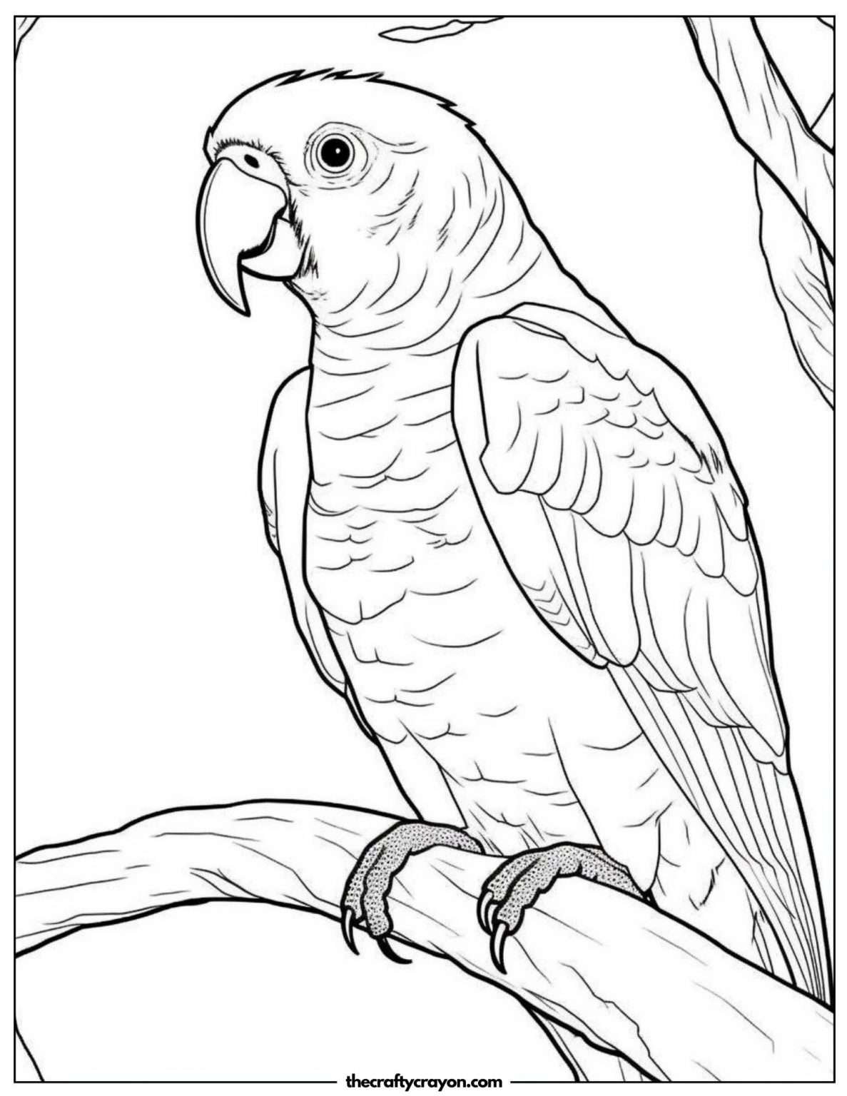 Parrot Coloring Pages (Free PDF Printables)