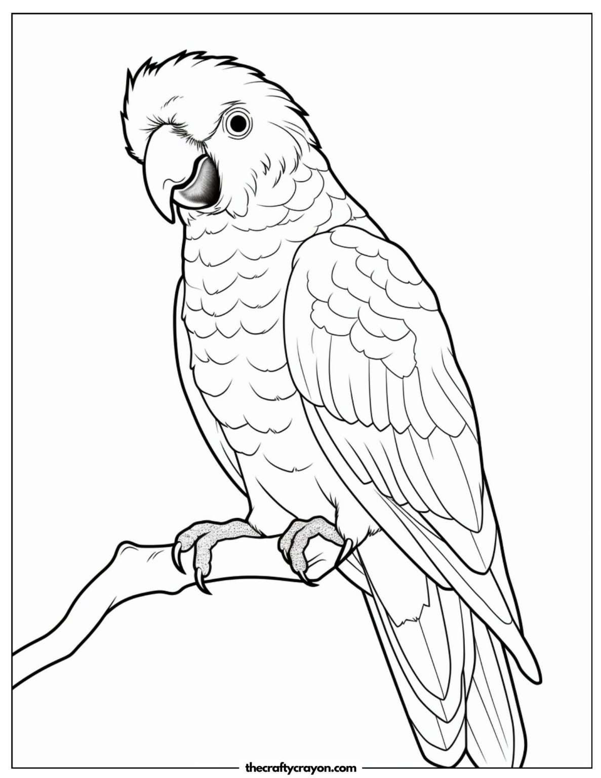 Parrot Coloring Pages (Free PDF Printables)