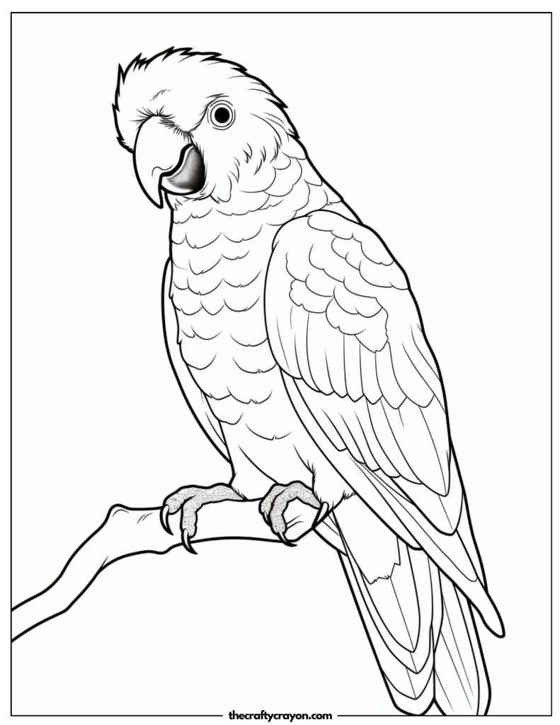 Parrot Coloring Pages (Free PDF Printables)