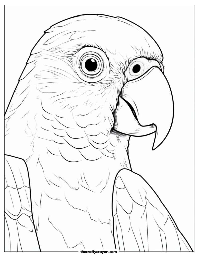 Parrot Coloring Pages (Free PDF Printables)