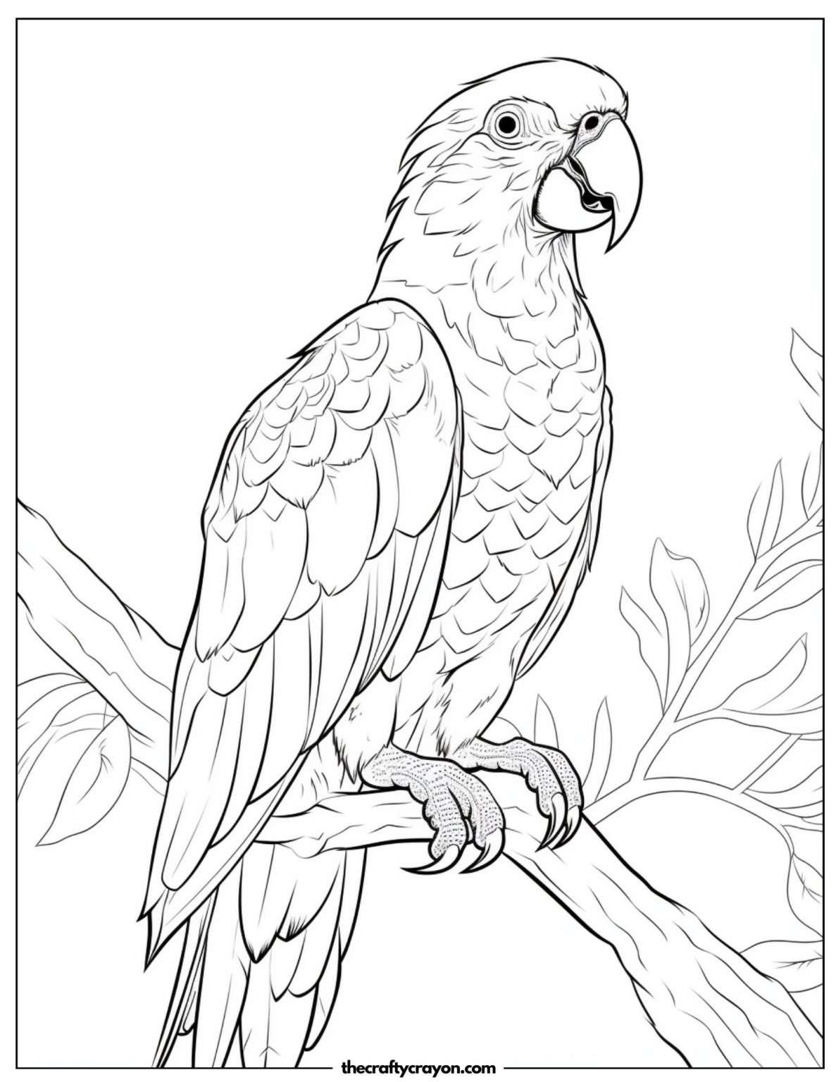 Parrot Coloring Pages (Free PDF Printables)
