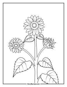 Sunflower Coloring Pages (Free Printable PDFs)