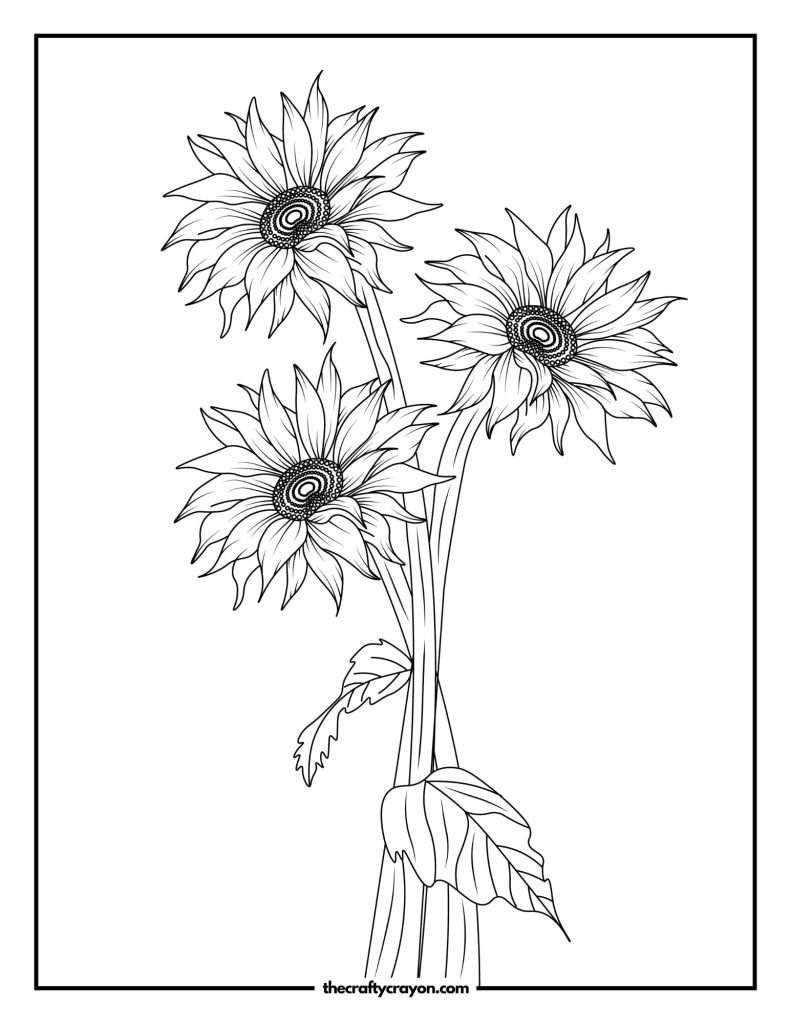 Sunflower Coloring Pages (Free Printable PDFs)