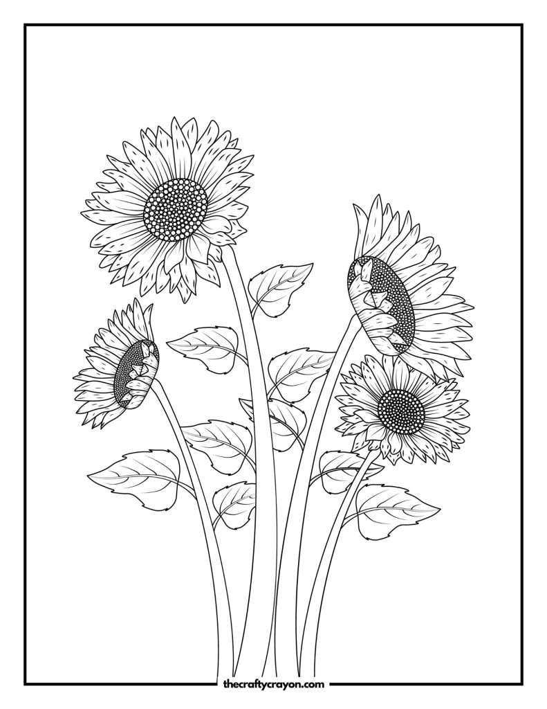 Sunflower Coloring Pages (Free Printable PDFs)